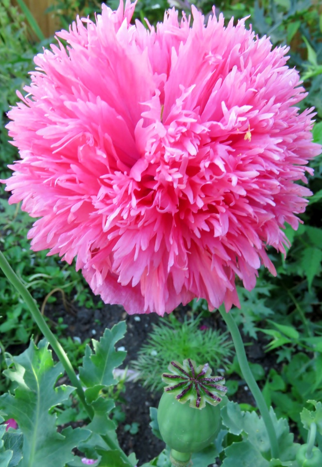 Poppy | ladypop | Blipfoto