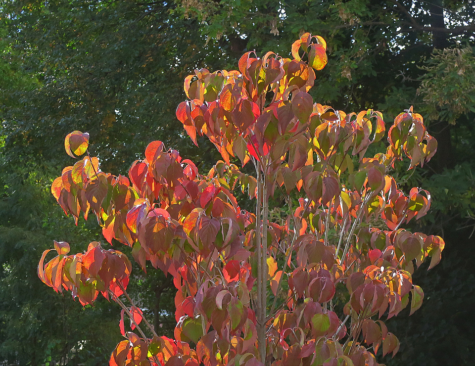 Dogwood Color | VandeGraaff | Blipfoto