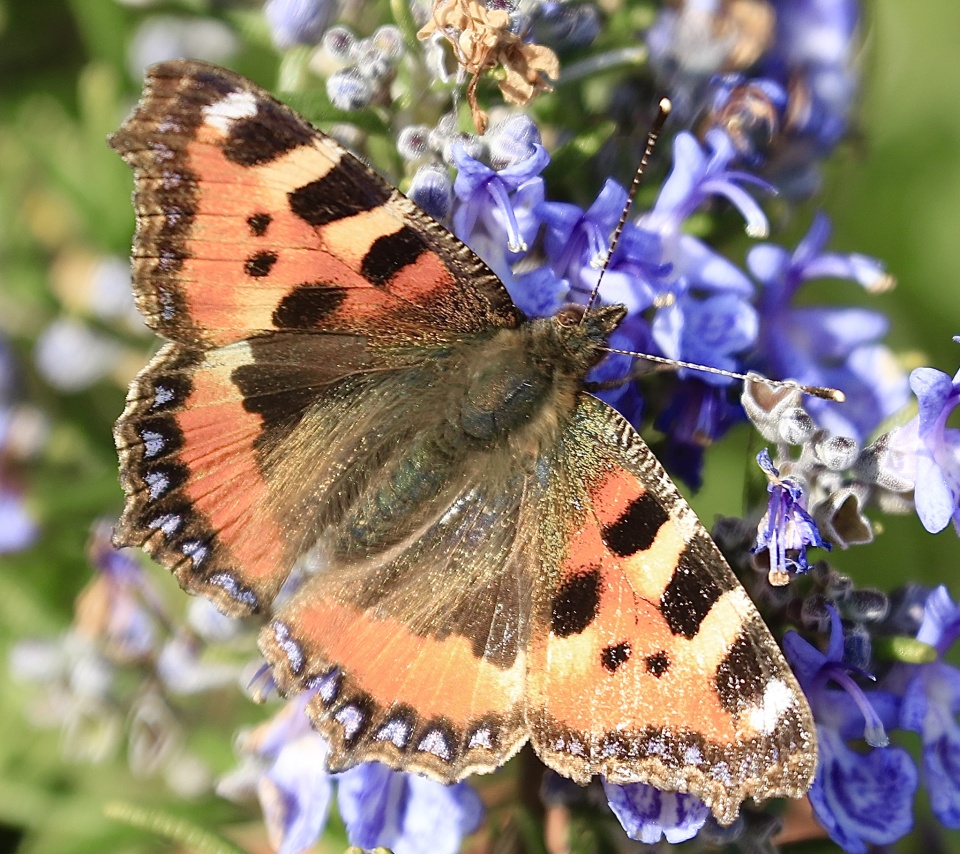 First butterfly of the season | Viking | Blipfoto