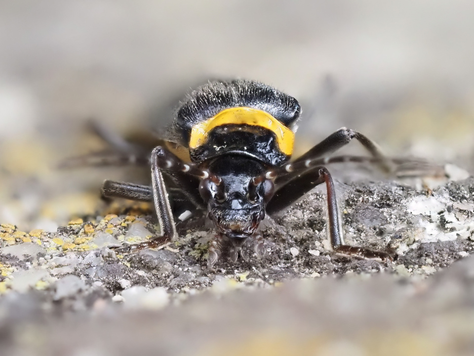 Tiny Bug | isbi | Blipfoto