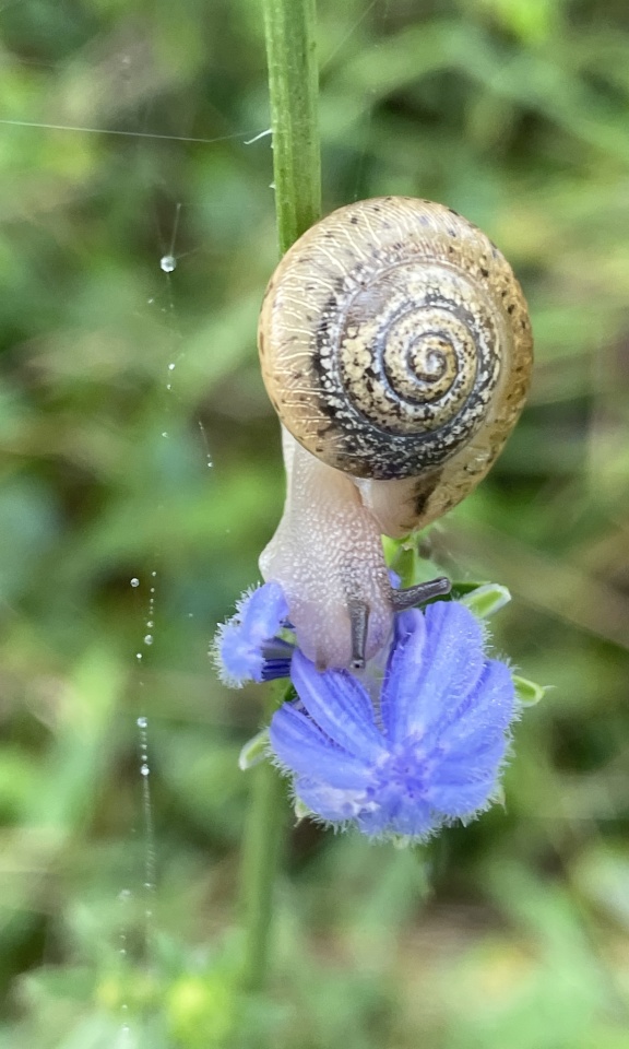 Snail | Kimb | Blipfoto