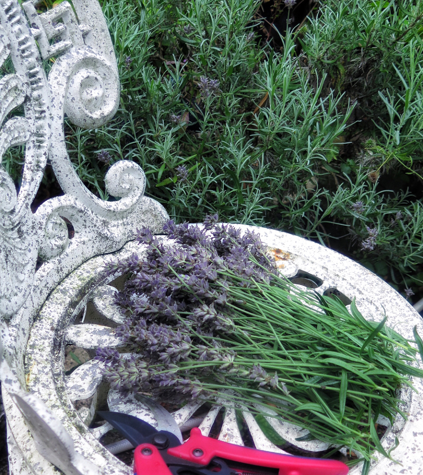 lavender | inkface | Blipfoto