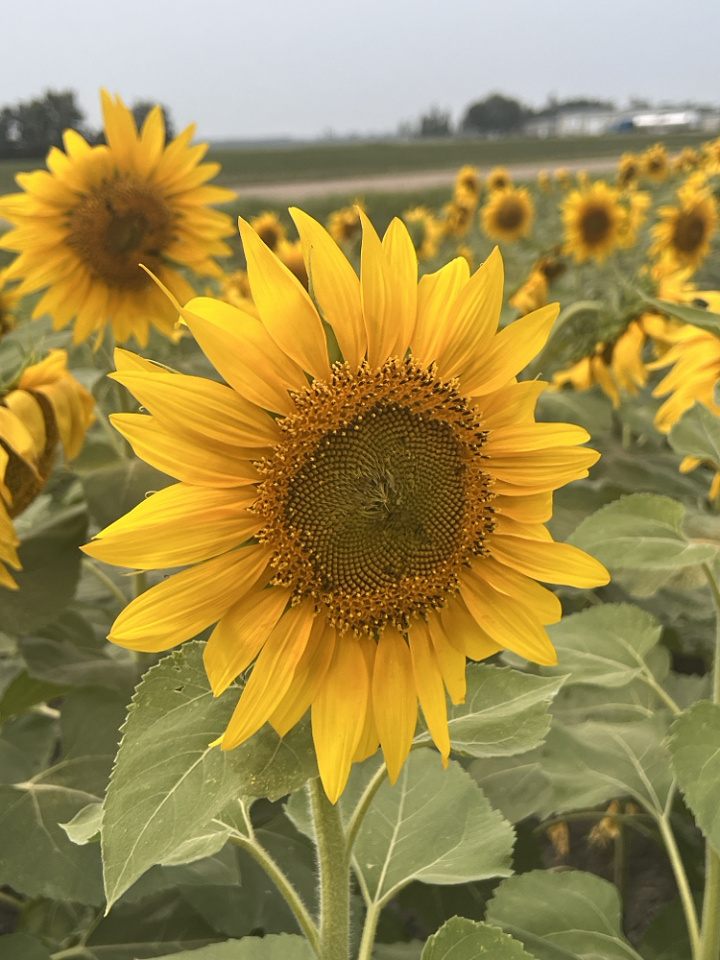 National Sunflower Day | Chip56 | Blipfoto