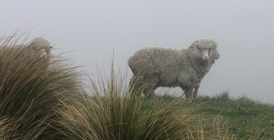 Two-headed sheep | PolS | Blipfoto