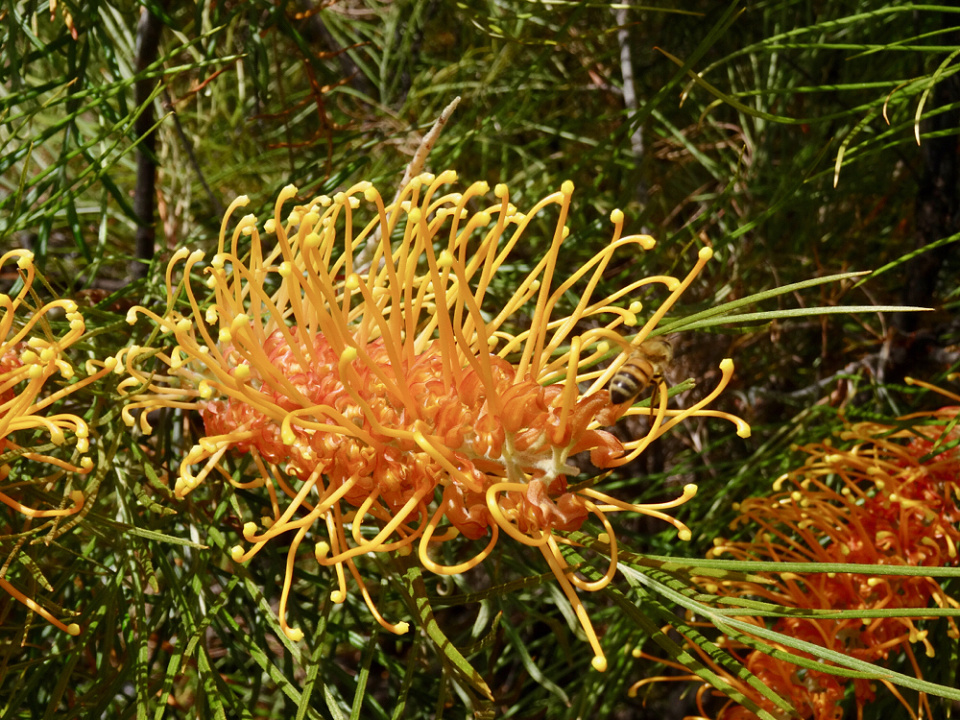 Orange Grevillea | PAR1 | Blipfoto
