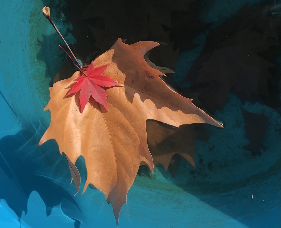 Tiny Tuesday | 59 | Blipfoto