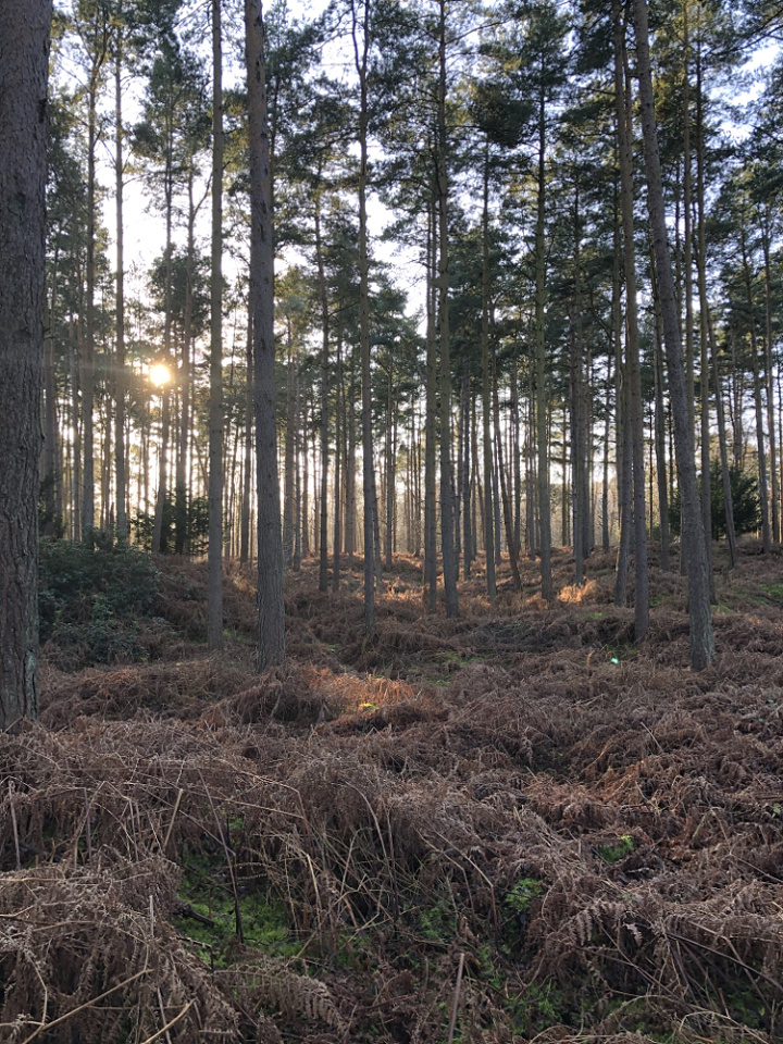 Sandringham Woods | Deds | Blipfoto