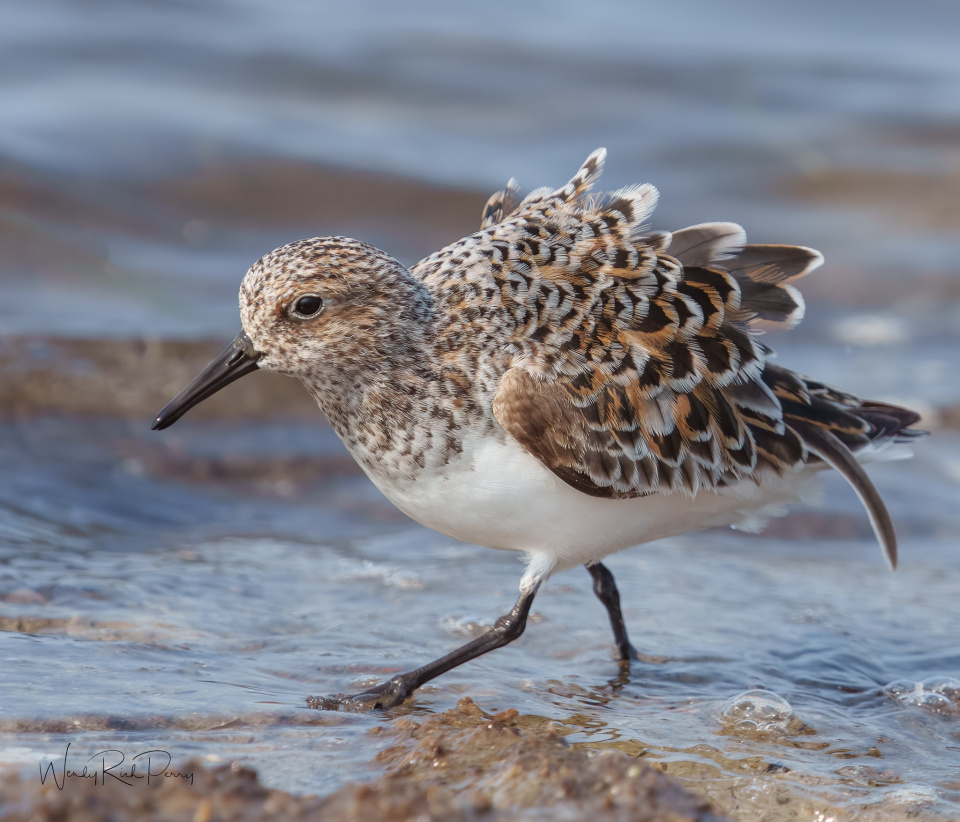 A Bit Windy | wrperry | Blipfoto