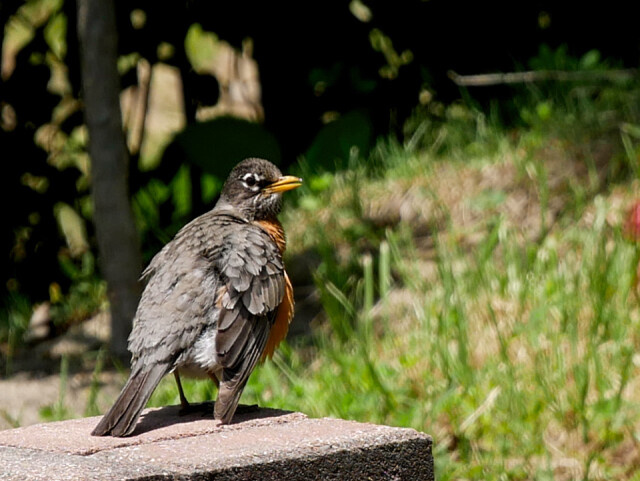 Red Red Robin | Irish59 | Blipfoto
