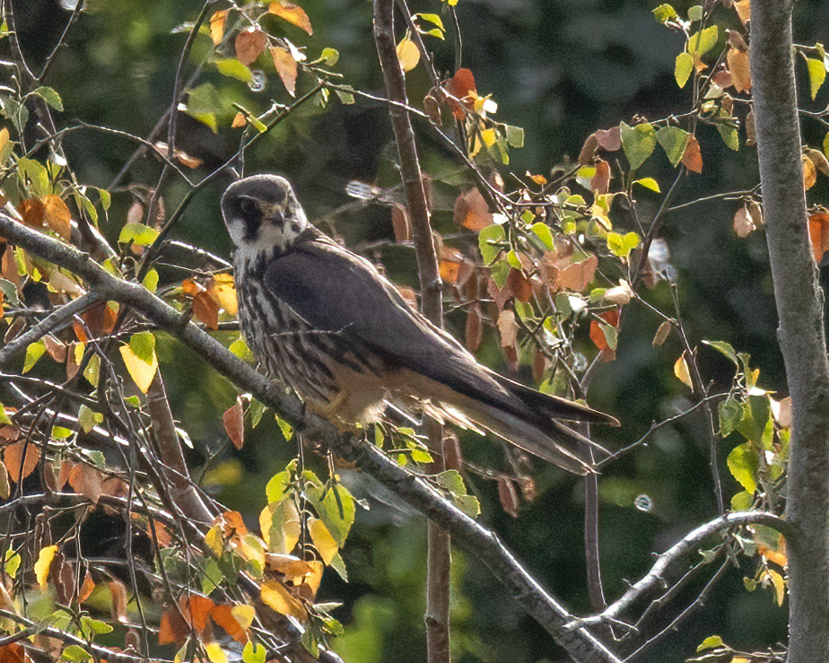 Hobby | Hillyblips | Blipfoto