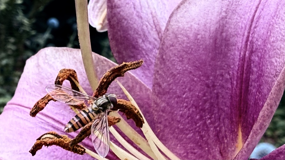 'Hoverfly on Lily' | Chris_P | Blipfoto