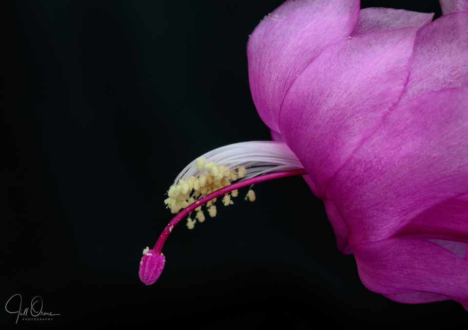 Naughty bits | JDO | Blipfoto