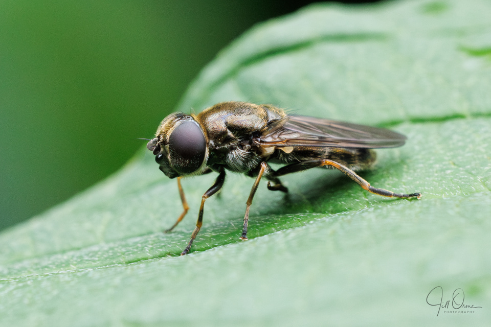 Vulpine | JDO | Blipfoto