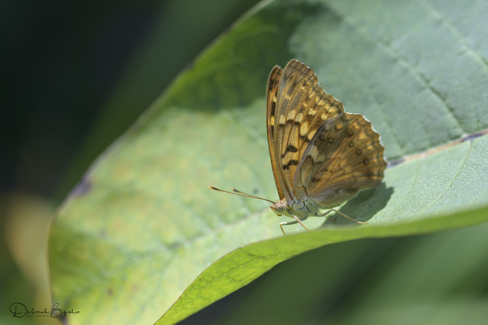 Tawny Emporer | dbifulco | Blipfoto