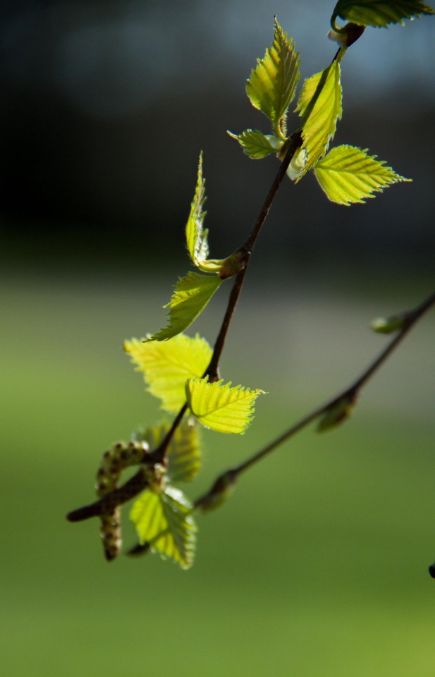 The Birch is Budding | ejniemi | Blipfoto
