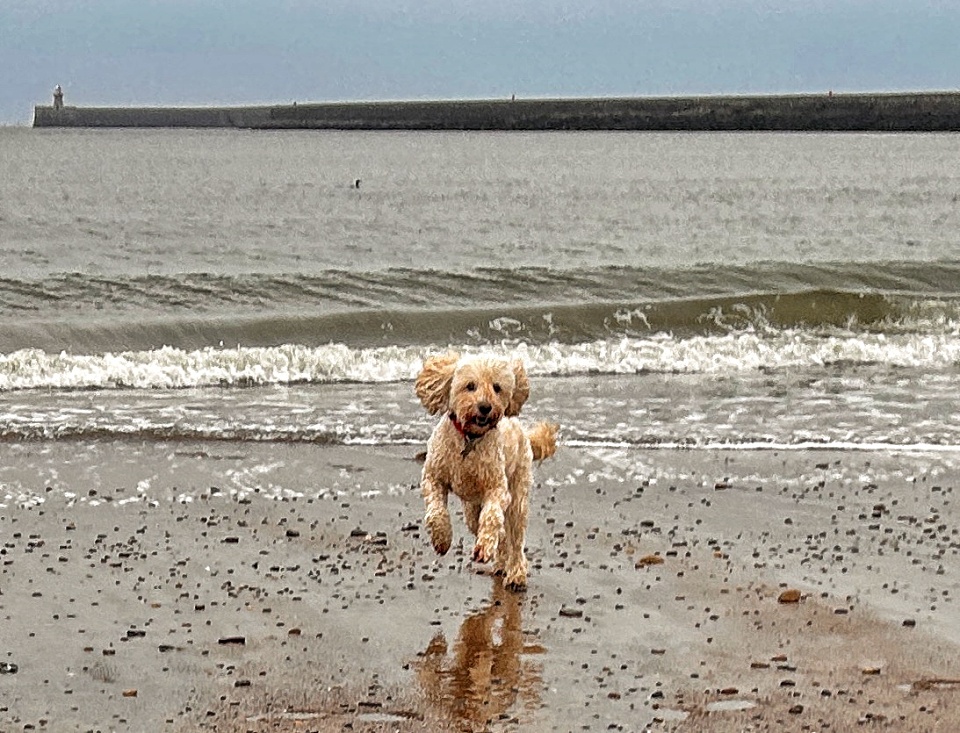 Tilly still Running … | HilarysView | Blipfoto