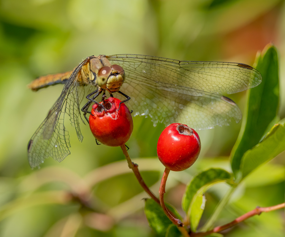 Red Button | Hillyblips | Blipfoto