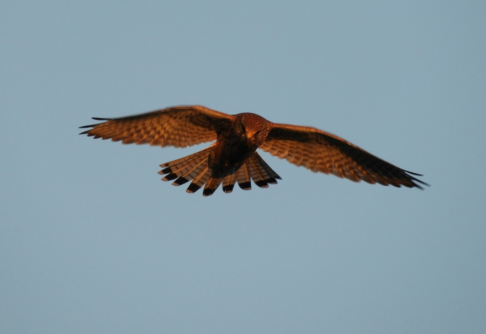 Wings akimbo | Tigger101 | Blipfoto