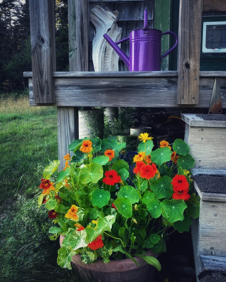 Front Porch Flowerpot | madowoi | Blipfoto