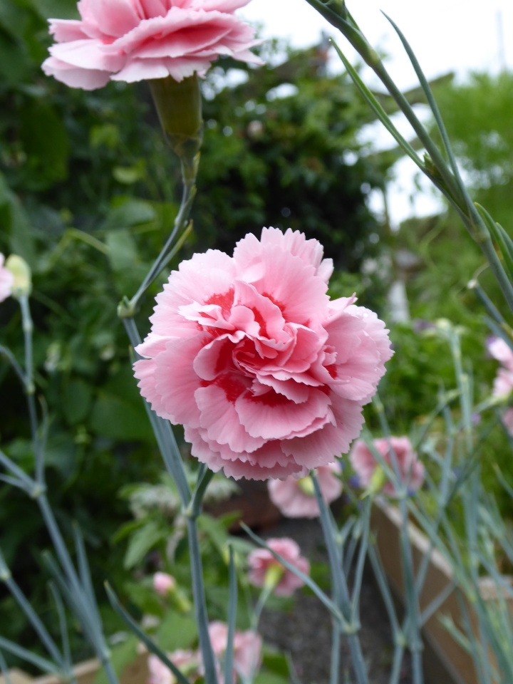 Surviving! | Poppy | Blipfoto