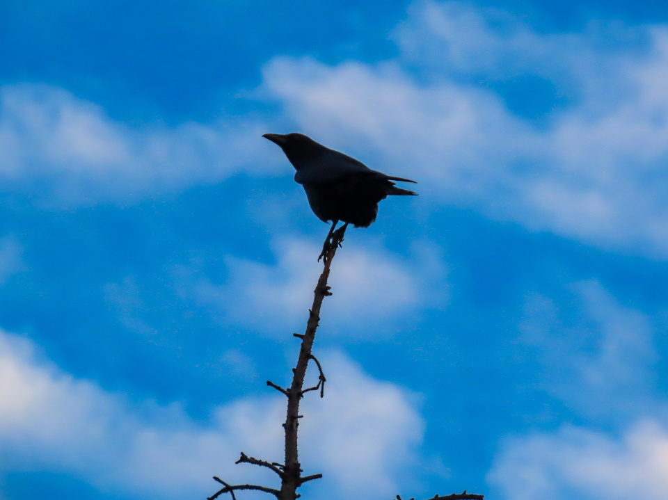 Crow in the morning sky | KevinV | Blipfoto
