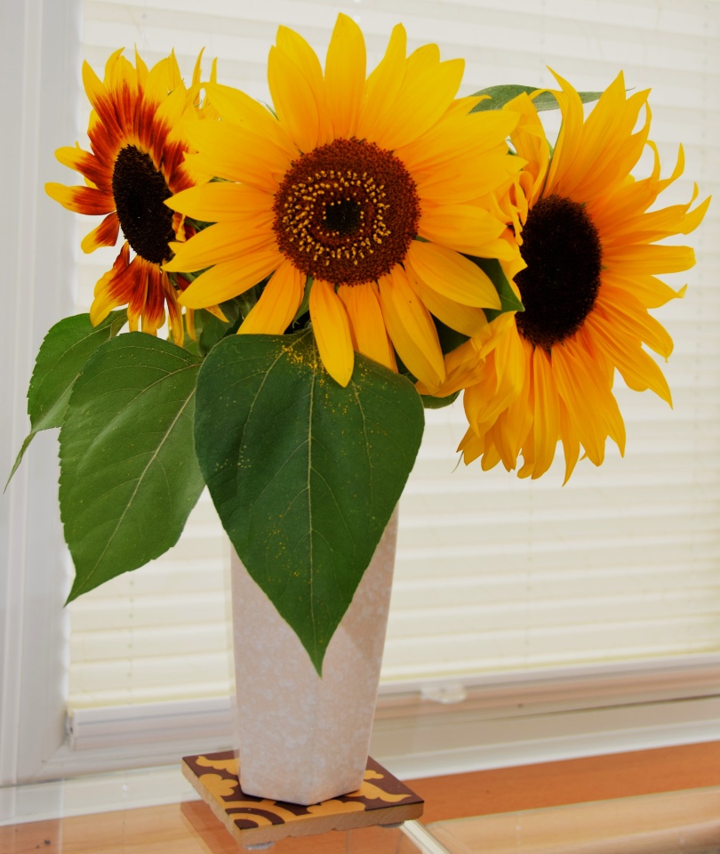 Sunflowers | TimM | Blipfoto
