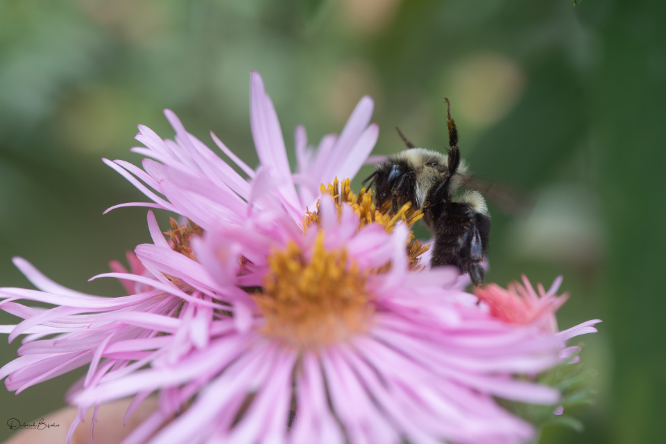 Back Off! | dbifulco | Blipfoto