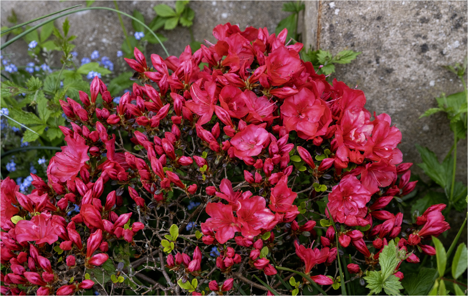 Another Azalea | Terrifo | Blipfoto