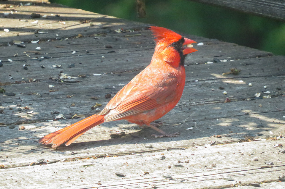 A cardinal visit | KathyH58 | Blipfoto