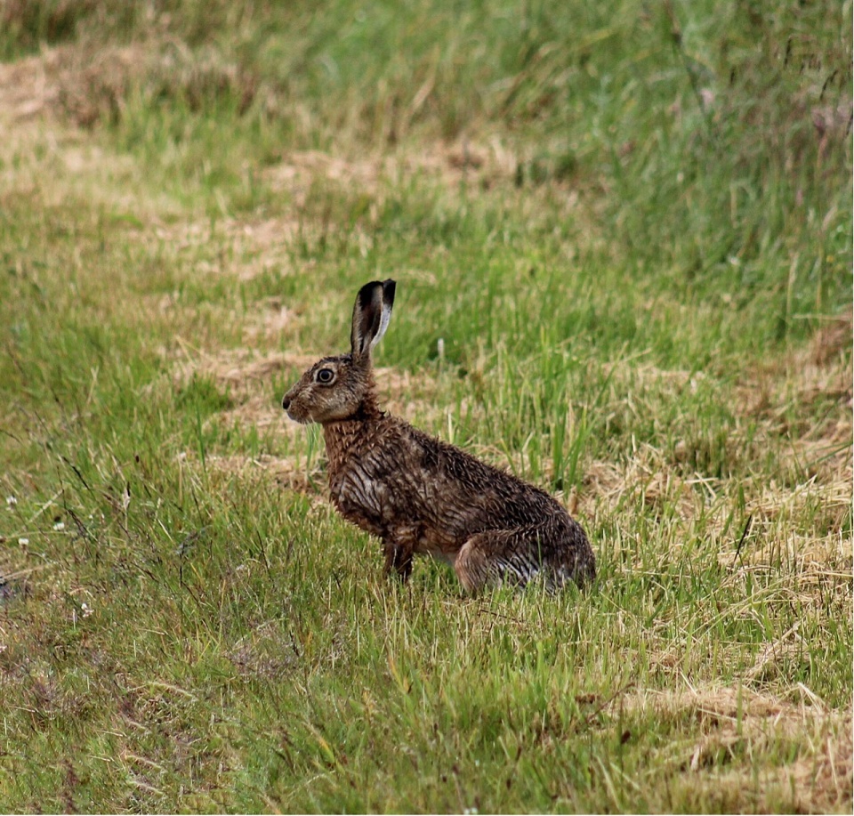 Drookit! | Charlie17 | Blipfoto