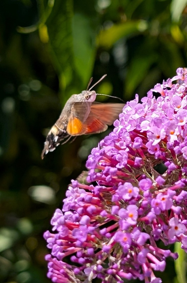Hummingbird Hawk-Moth | Hanulli | Blipfoto