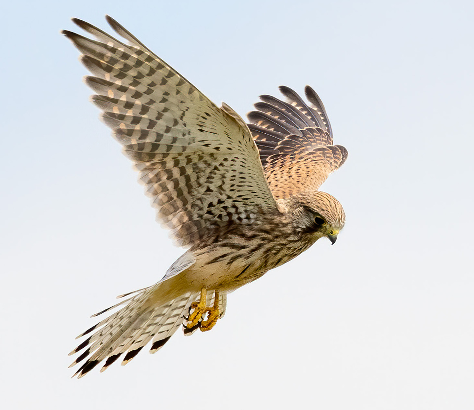 Hovering | Hillyblips | Blipfoto