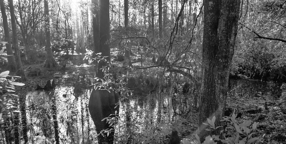 Mono Monday | bugsman | Blipfoto