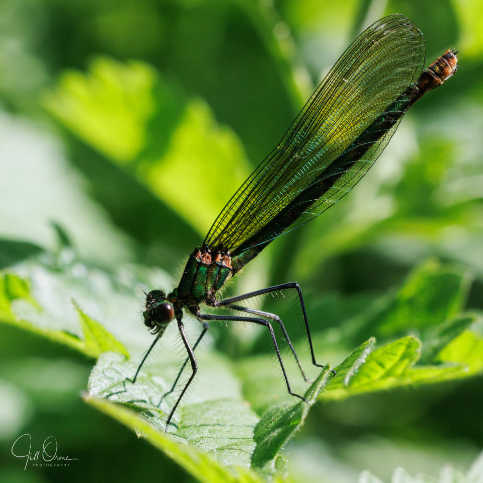 Green | JDO | Blipfoto