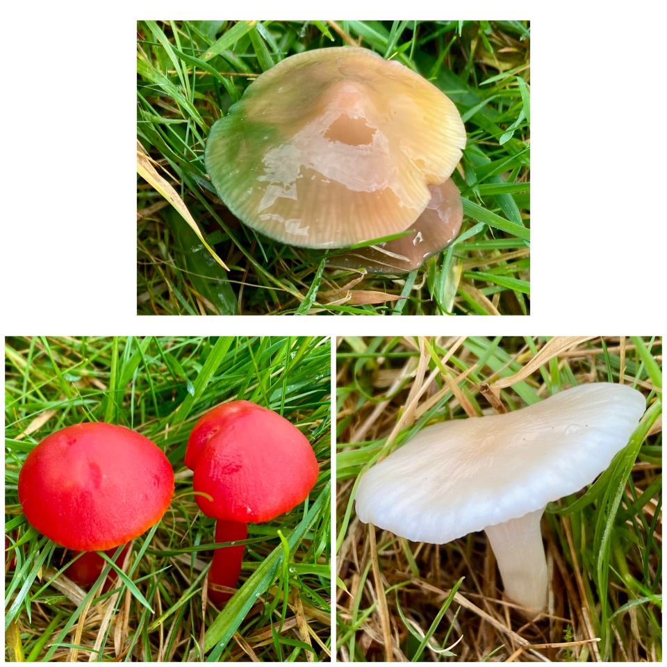 Wax caps | janepetleyjones | Blipfoto