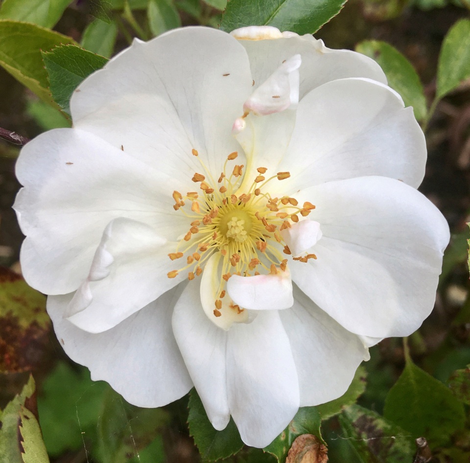 White rose of York | Jeanneb53 | Blipfoto