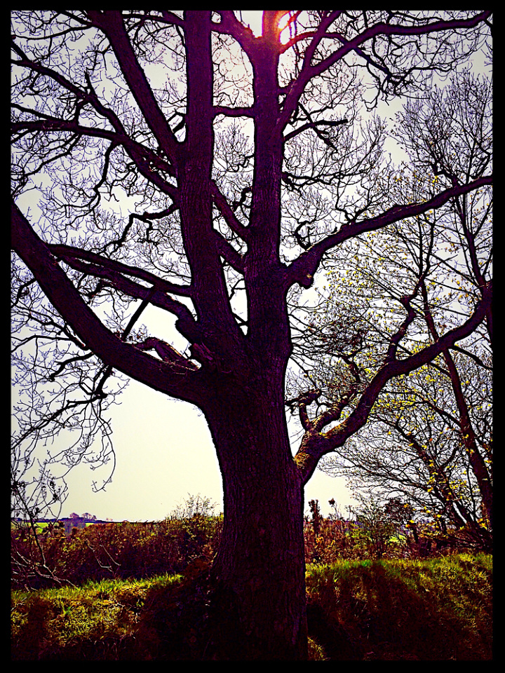Meet Tony. | Fortuna | Blipfoto