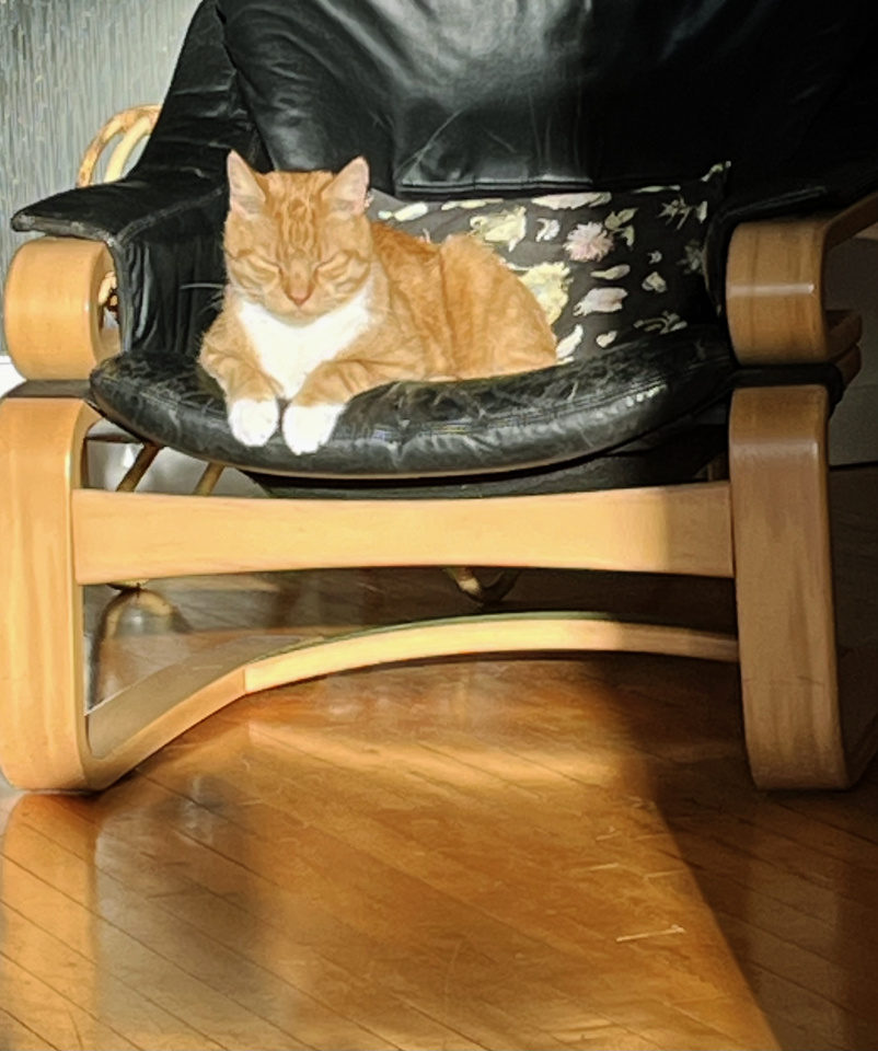 Purr-fectly Relaxed | Libra | Blipfoto