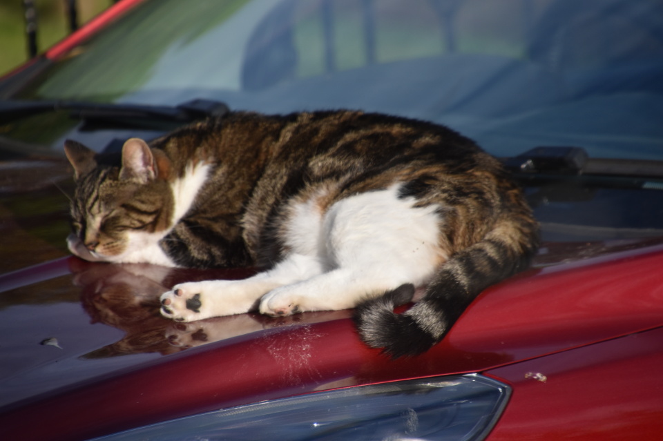 Cat on a car. Some things... | GailyWhaley | Blipfoto
