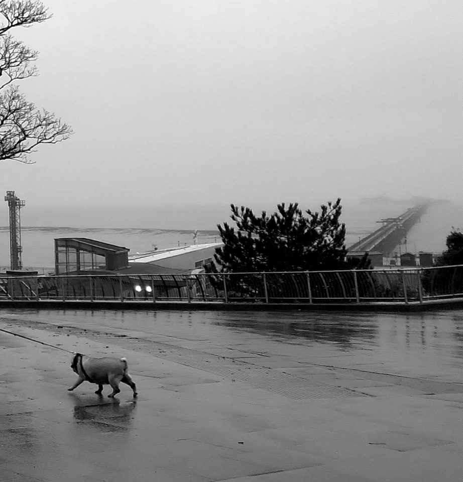 poor old pug.. | SteveCatruvI | Blipfoto