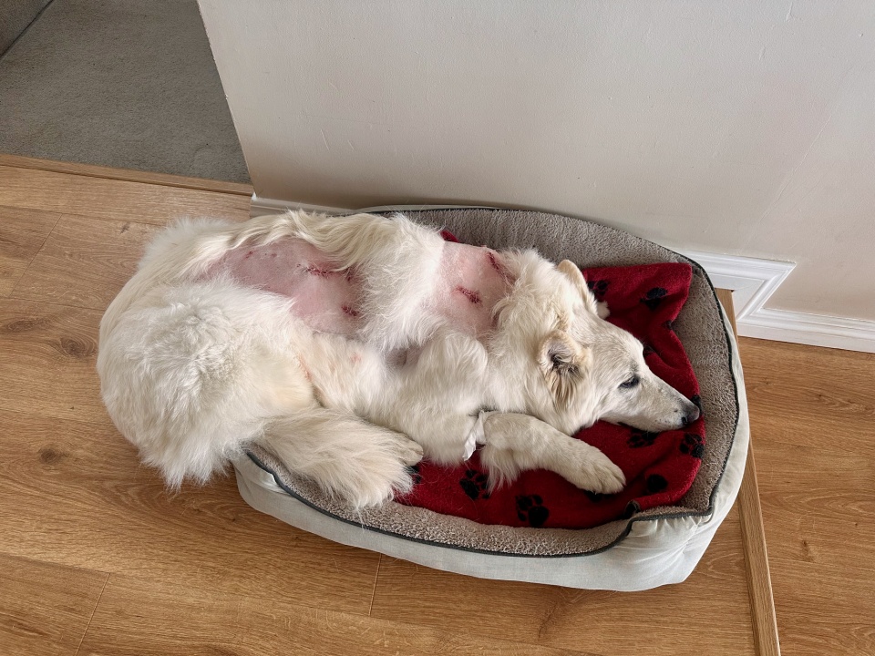 My poor boy! | AndrewNZ | Blipfoto