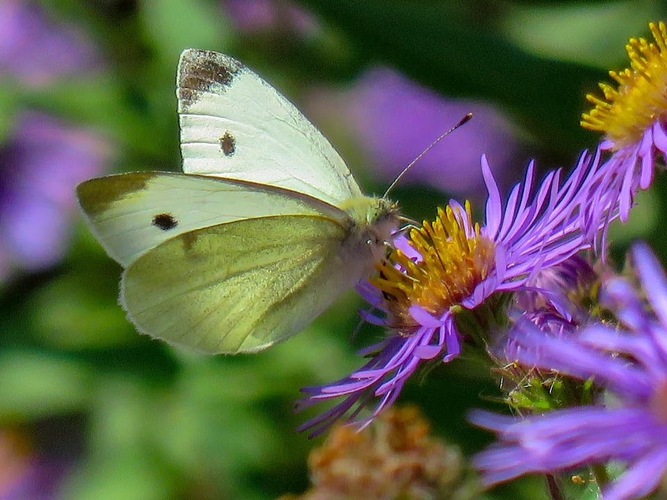 Cabbage Moth | KevinV | Blipfoto
