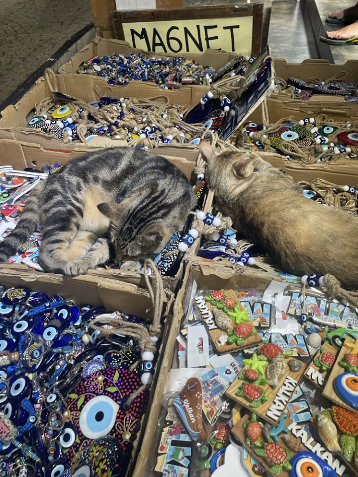 Cats | 58jc | Blipfoto