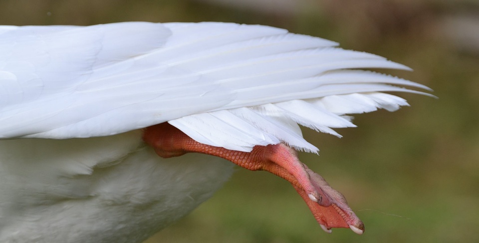 Goose yoga?? | Burnie1969 | Blipfoto