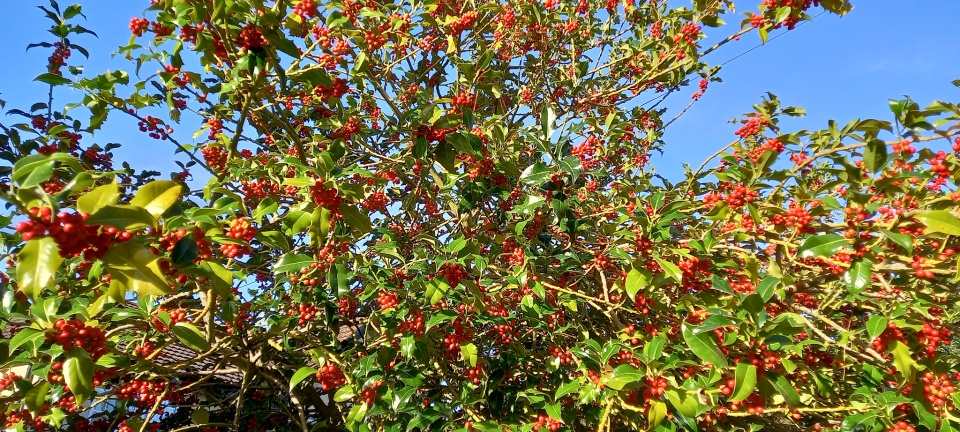 The holly bears a berry... | StephenF | Blipfoto