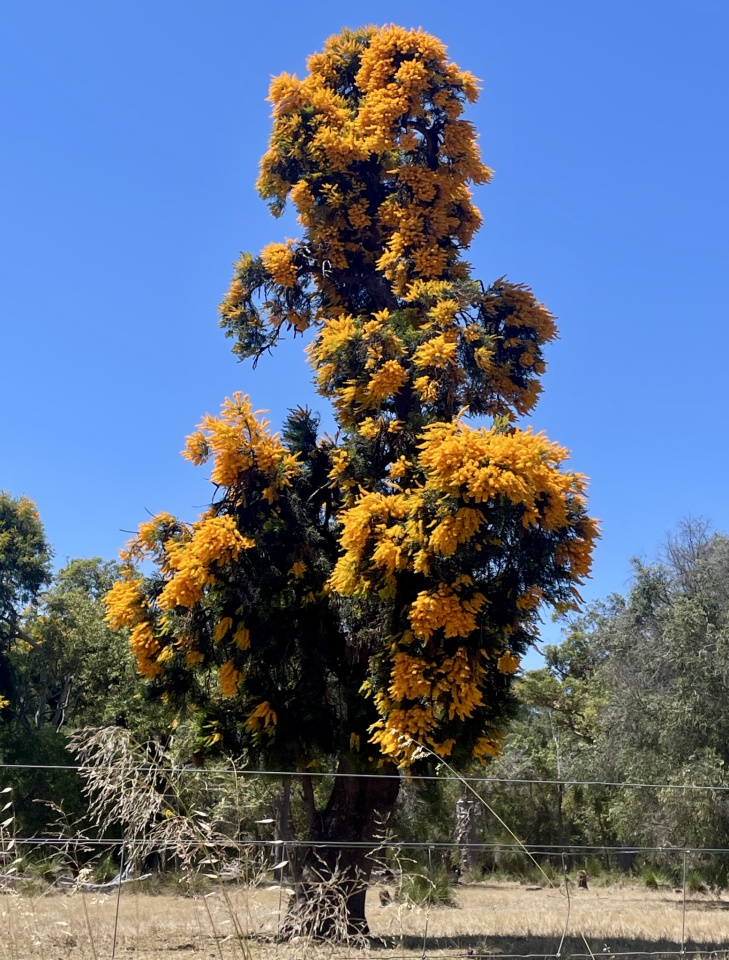 West Australian Christmas tree | ninniex | Blipfoto