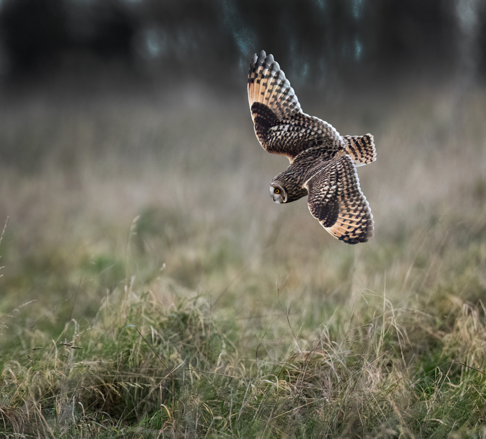 Hunting | Hillyblips | Blipfoto