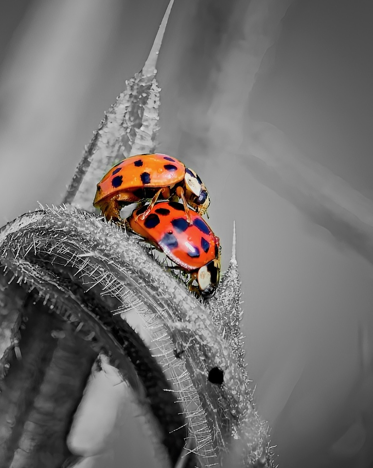 Breeding bugs! | Amanda_T | Blipfoto