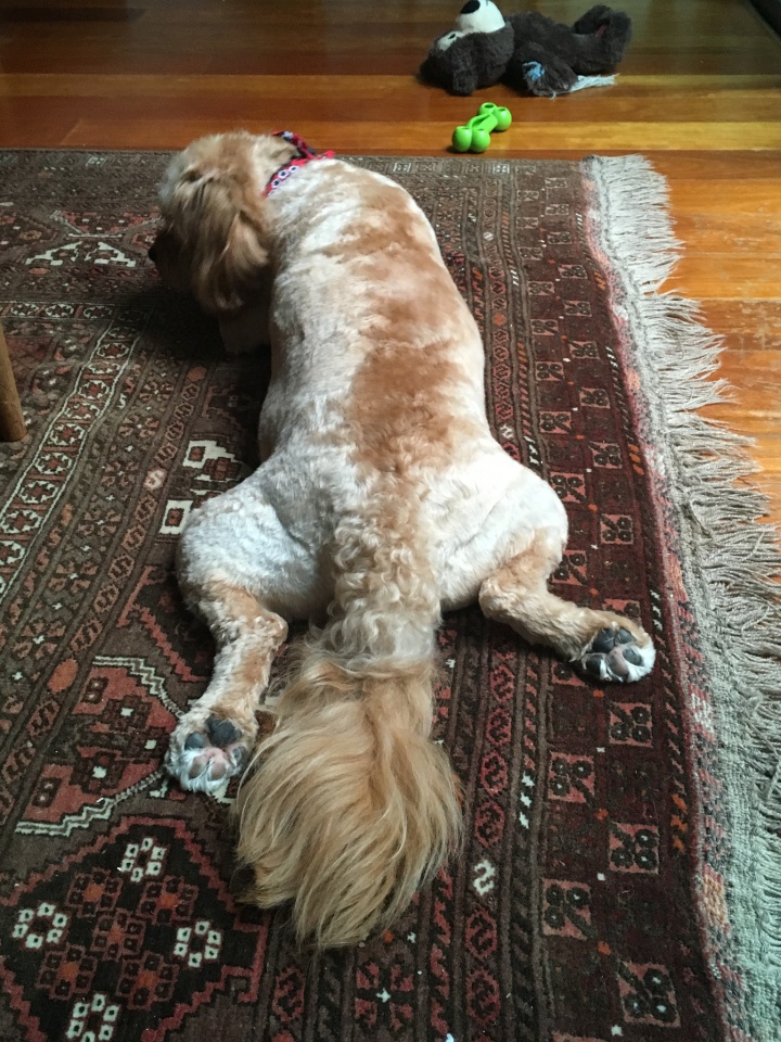 Pooped Pooch | BillyBlip | Blipfoto