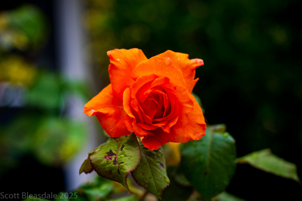 Orange You Glad It's Monday? | ScottElbee | Blipfoto